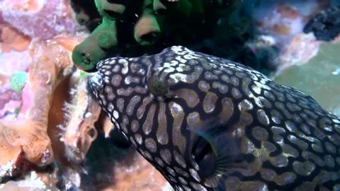 Juvenile Map Pufferfish (Arothron mappa)... | Stock Video | Pond5
