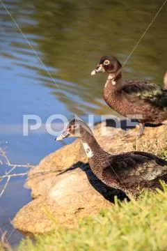 Juvenile Muscovy duck Cairina moschata flock Stock Photo #121286160