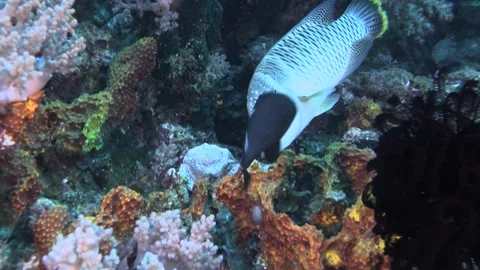 Juvenile Napoleonfish (Humphead Wrasse) ... | Stock Video | Pond5