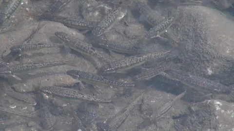 Rainbow Pond Fish Stock Videos – Royalty-Free HD & 4K Videos | Pond5