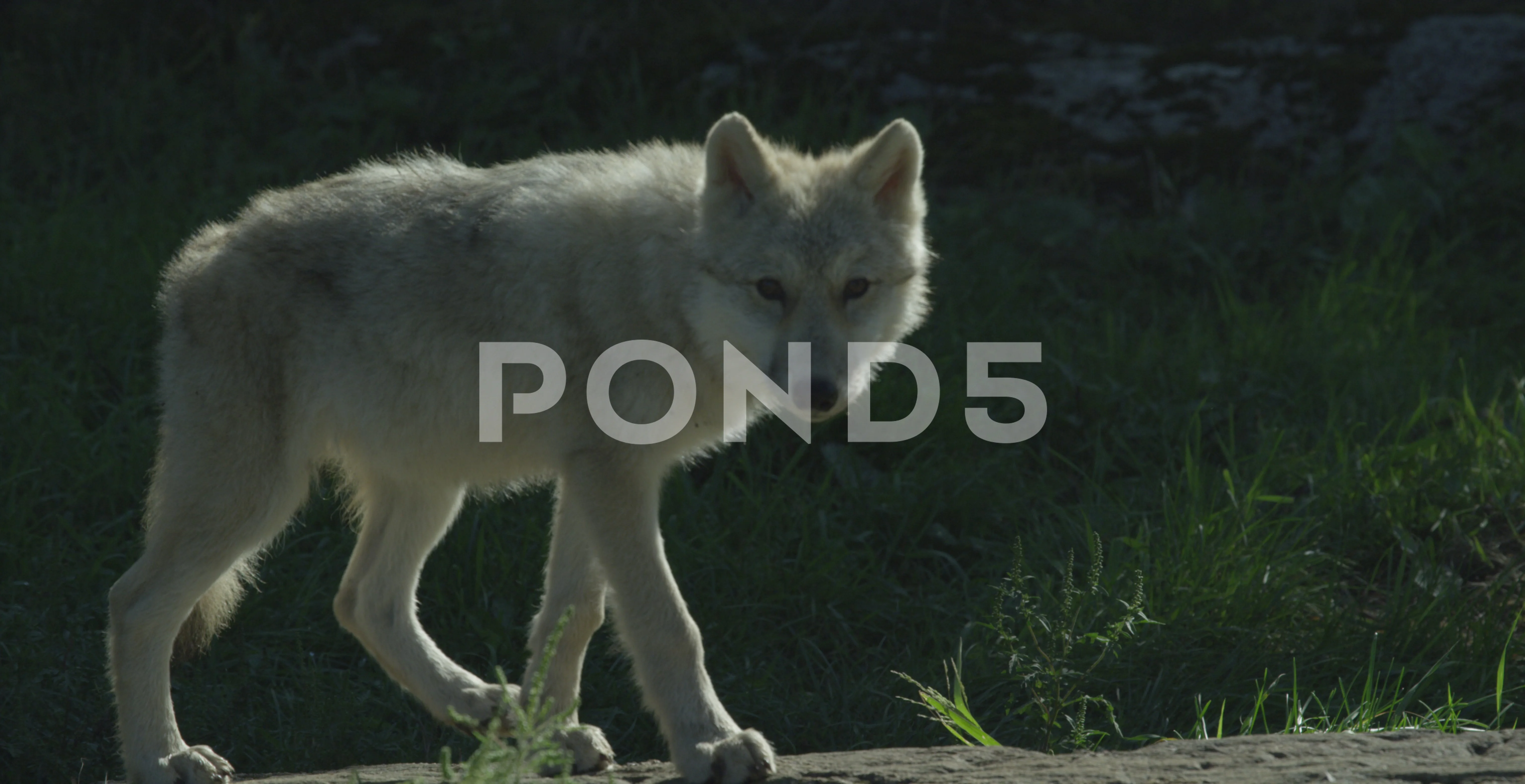 White Wolf Walking Spirit Animal Snow Wolf: Embracing Arctic Wisdom