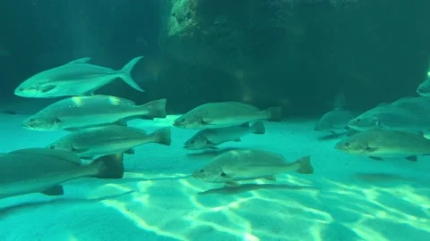 Kob Stock Footage ~ Royalty Free Stock Videos | Pond5