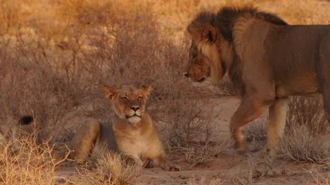 Animal Copulation Stock Videos – Royalty-Free HD & 4K Videos