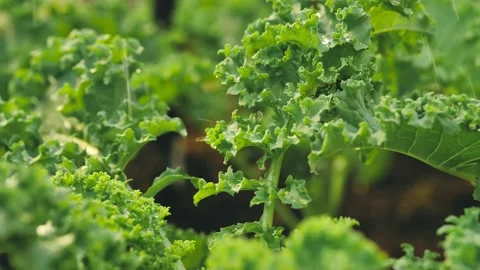 Kale growing in a backyard planter. Gree... | Stock Video | Pond5