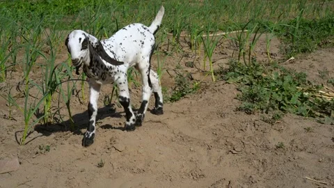 The Kamori little goat is playful and cu... | Stock Video | Pond5