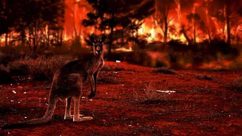 Kangaroo during the wildfires in Austral... | Stock Video | Pond5