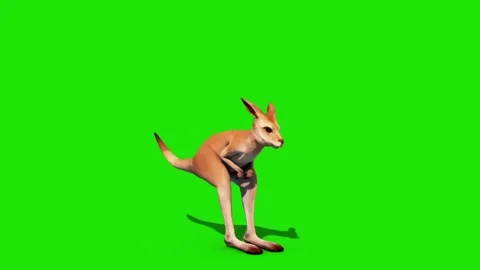 Kangaroo Jumpcycle Green Screen Loop 3D ... | Stock Video | Pond5