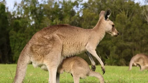 Kangaroo Mother and Baby Grazing on Gree... | Stock Video | Pond5