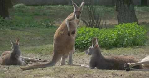 Kangaroo is Scratching Its Back Standing... | Stock Video | Pond5