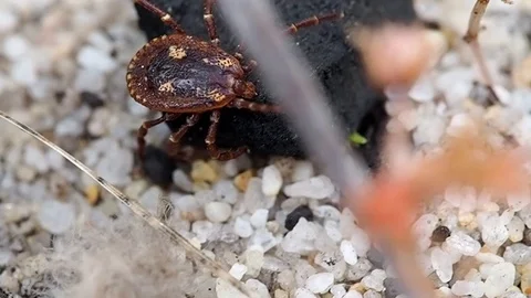Kangaroo Tick running across the ground.... | Stock Video | Pond5