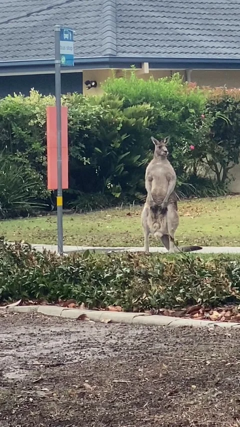 Kangaroo Waits For The Kangaroo Bus, Ban... | Stock Video | Pond5