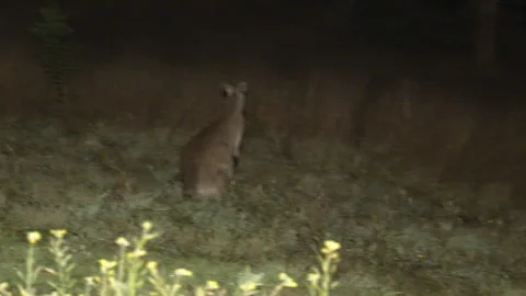 Kangaroos at night, one hopping | Stock Video | Pond5