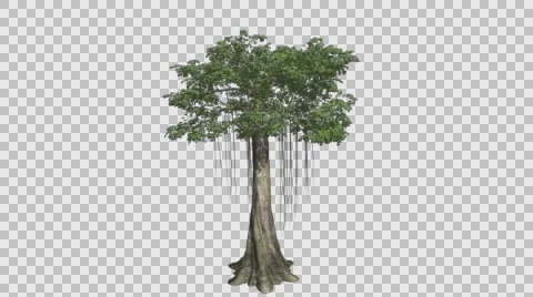 Tree Animation Stock Footage ~ Royalty Free Stock Videos | Pond5