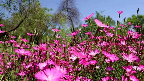 Kashmir Badamwari Garden is one of the b... | Stock Video | Pond5