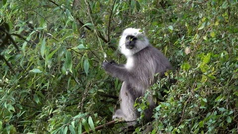 Kashmir gray langur (Semnopithecus ajax)... | Stock Video | Pond5