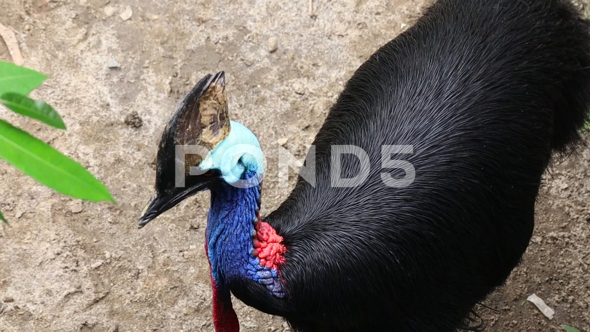 Cassowary Bird Wallpaper
