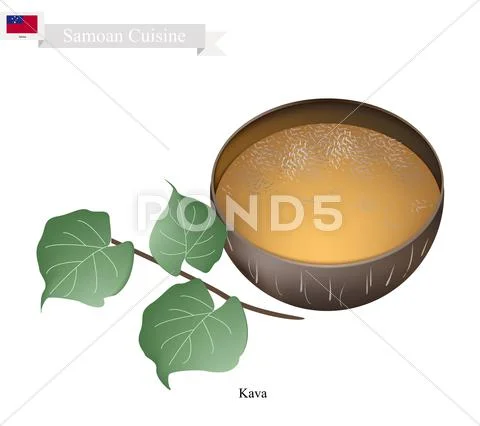 Kava Drink or Traditional Samoan Herbal Beverage Illustration #65165884