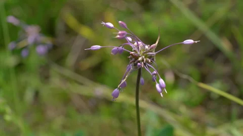 Ambient Folk Stock Videos – Royalty-Free HD & 4K Videos