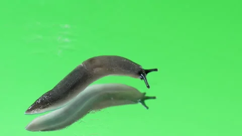 Slug Stock Footage ~ Royalty Free Stock Videos | Pond5