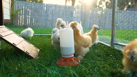 Homeo The Range Stock Videos – Royalty-Free HD & 4K Videos