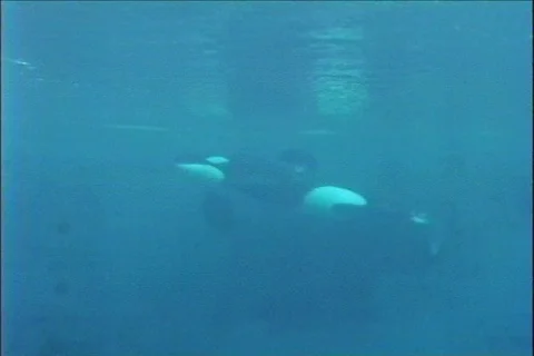 Keiko the Orca at the Oregon Coast Aquar... | Stock Video | Pond5