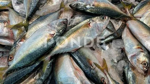 The Kembong is also called the Indian mackerel Stock Photo #278971635