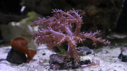 Polyp Animal Stock Footage ~ Royalty Free Stock Videos | Pond5