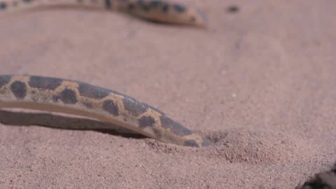 Kenyan Stock Video Footage | Royalty Free Kenyan Videos | Pond5