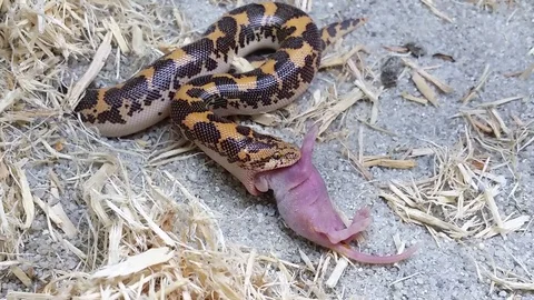 Kenyan Sand Boa Snake Eating Pinky Mouse | Stock Video | Pond5