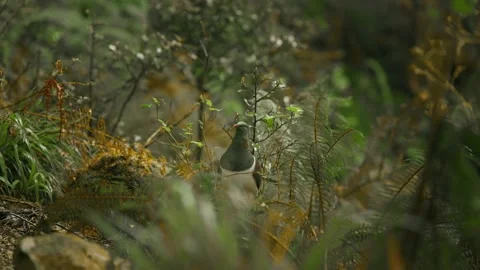 Kereru New Zealand Pigeon eating green l... | Stock Video | Pond5