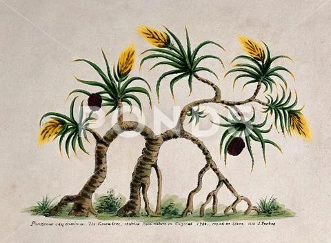 Ketaki (Pandanus tectorius Sol. ex Parkinson): tree bearing flowers and ...