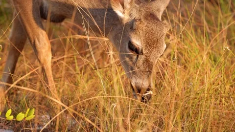 Key Deer are an endangered species that ... | Stock Video | Pond5