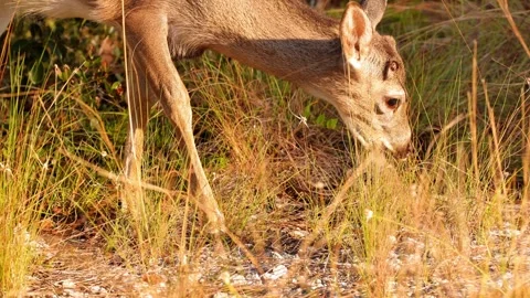 Key Deer are an endangered species that ... | Stock Video | Pond5