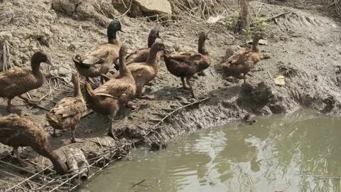 Campbell Brown Stock Videos – Royalty-Free HD & 4K Videos