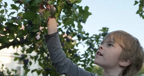 Kid Boy Pluck Plums on Fruit Tree in Bac... | Stock Video | Pond5