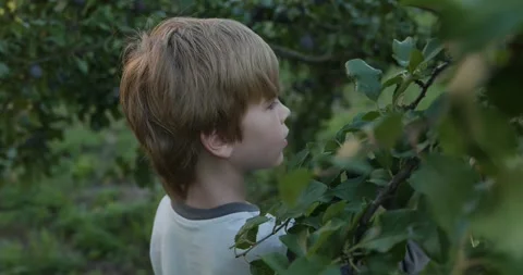 Kid Boy Pluck Plums on Fruit Tree in Bac... | Stock Video | Pond5