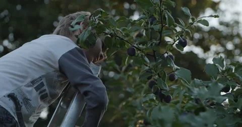 Kid Boy Pluck Plums on Fruit Tree in Bac... | Stock Video | Pond5