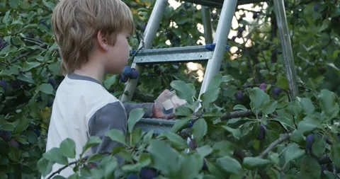 Kid Boy Pluck Plums on Fruit Tree in Bac... | Stock Video | Pond5