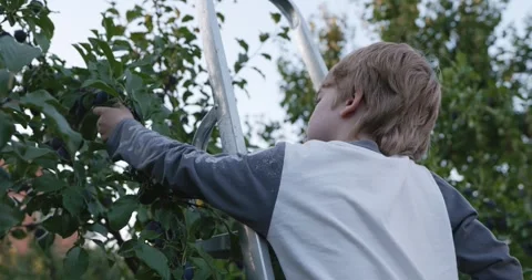 Kid Boy Pluck Plums on Fruit Tree in Bac... | Stock Video | Pond5