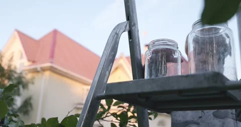 Kid Boy Pluck Plums on Fruit Tree in Bac... | Stock Video | Pond5