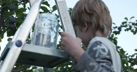 Kid Boy Pluck Plums on Fruit Tree in Bac... | Stock Video | Pond5