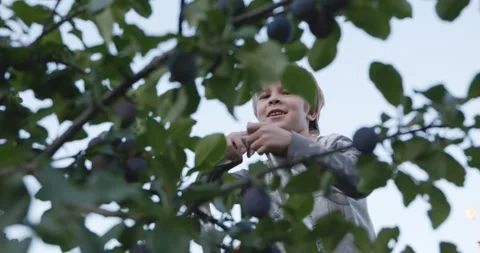 Kid Boy Pluck Plums on Fruit Tree in Bac... | Stock Video | Pond5