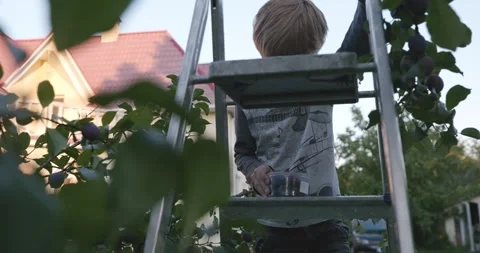 Kid Boy Pluck Plums on Fruit Tree in Bac... | Stock Video | Pond5