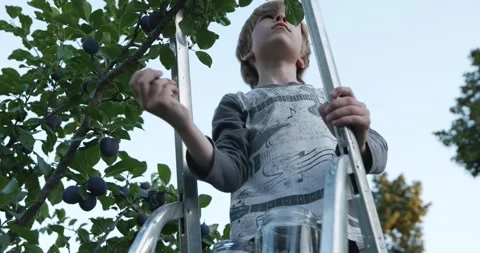 Kid Boy Pluck Plums on Fruit Tree in Bac... | Stock Video | Pond5