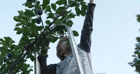 Kid Boy Pluck Plums on Fruit Tree in Bac... | Stock Video | Pond5