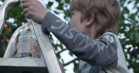 Kid Boy Pluck Plums on Fruit Tree in Bac... | Stock Video | Pond5