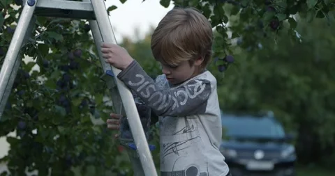 Kid Boy Pluck Plums on Fruit Tree in Bac... | Stock Video | Pond5