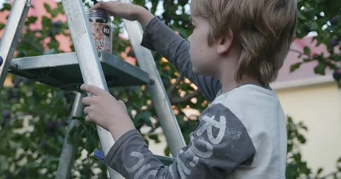 Kid Boy Pluck Plums on Fruit Tree in Bac... | Stock Video | Pond5