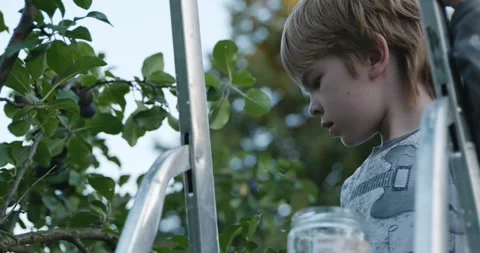 Kid Boy Pluck Plums on Fruit Tree in Bac... | Stock Video | Pond5