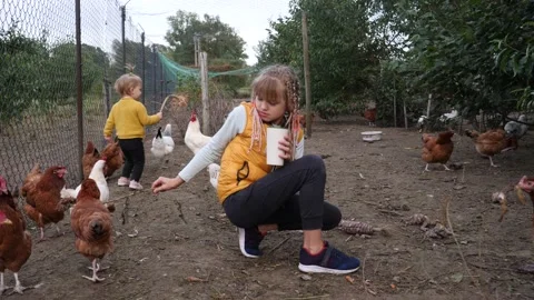 Kid girl pouring feed for chickens - pou... | Stock Video | Pond5